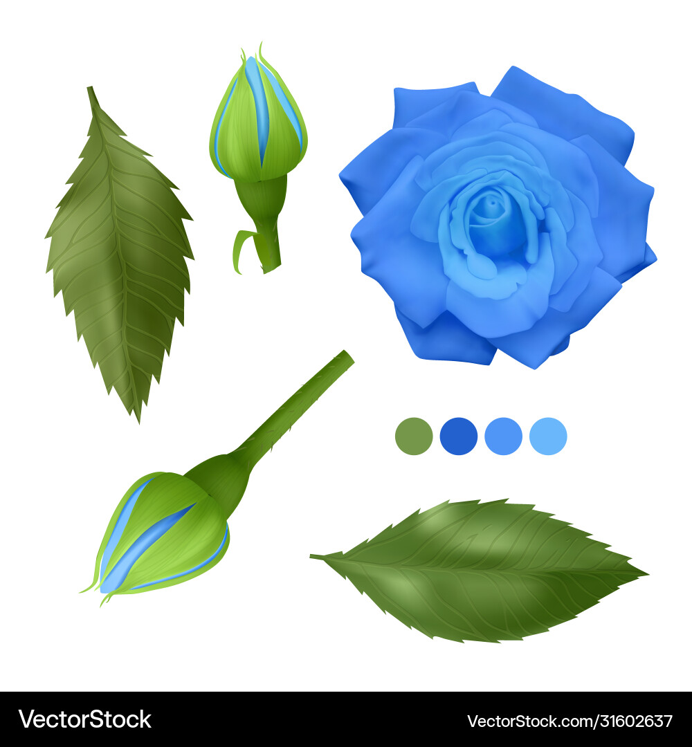 Realistic blue rose on white background leaves Vector Image