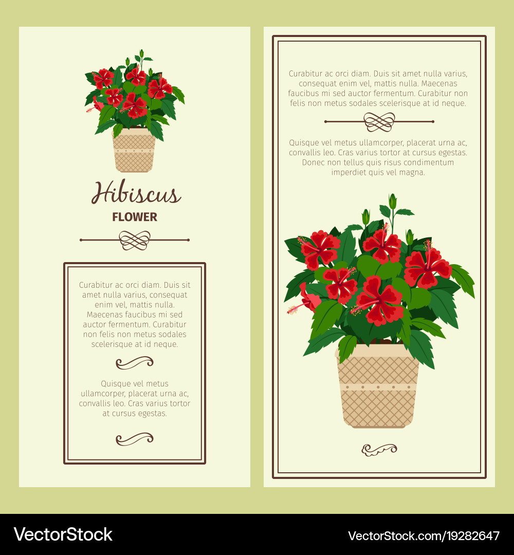 Hibiscus flower in pot banners Royalty Free Vector Image