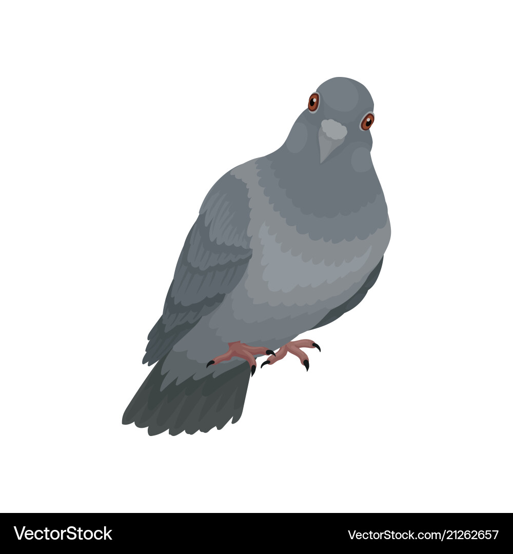 Cute grey urban pigeon on a Royalty Free Vector Image