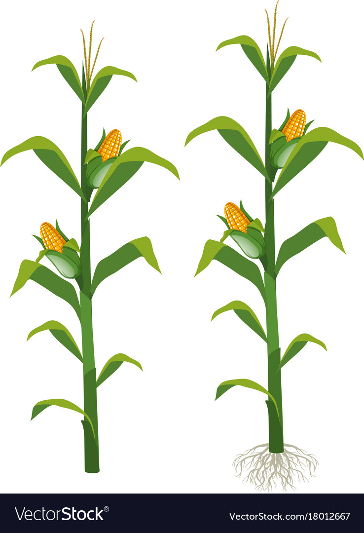 Corns on corn trees Royalty Free Vector Image - VectorStock