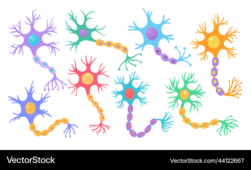 Human sensory neuron model for biology studies Vector Image