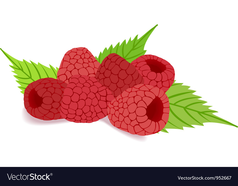 Raspberry Royalty Free Vector Image - VectorStock