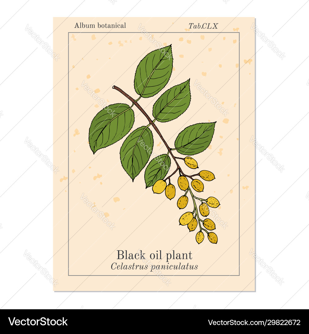 Black oil plant or intellect tree celastrus Vector Image