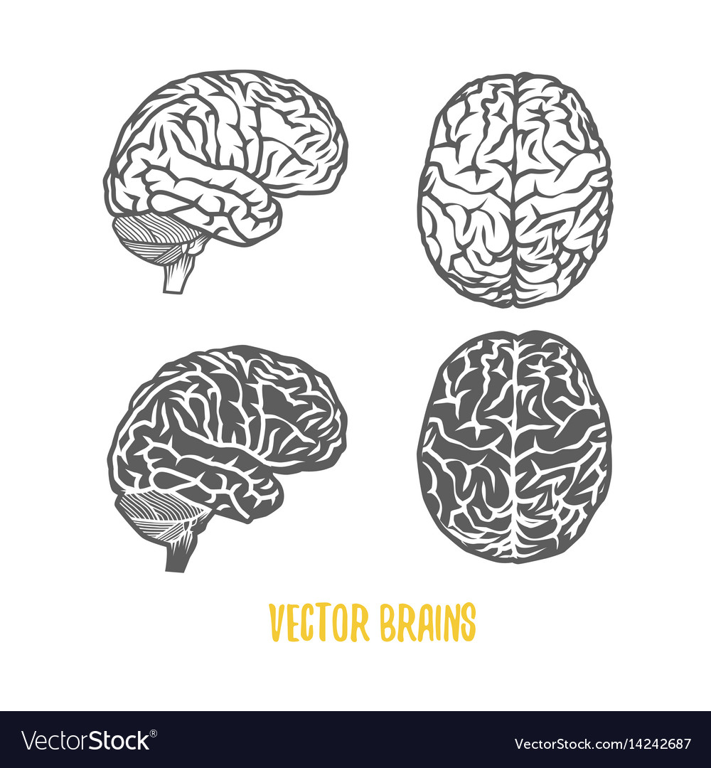 Brain Royalty Free Vector Image - VectorStock