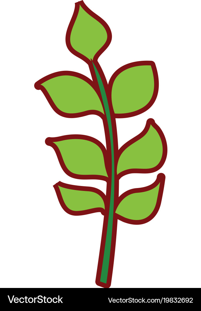 Line color nature branches with exotic leaves Vector Image