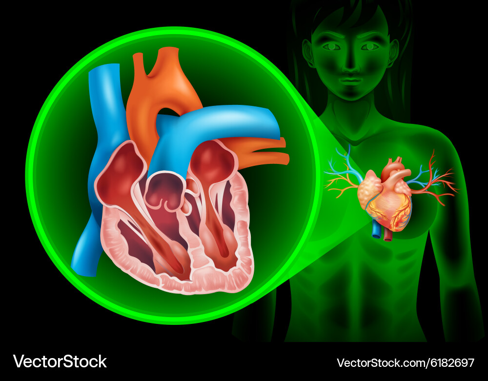 Heartbeat diagram in human Royalty Free Vector Image