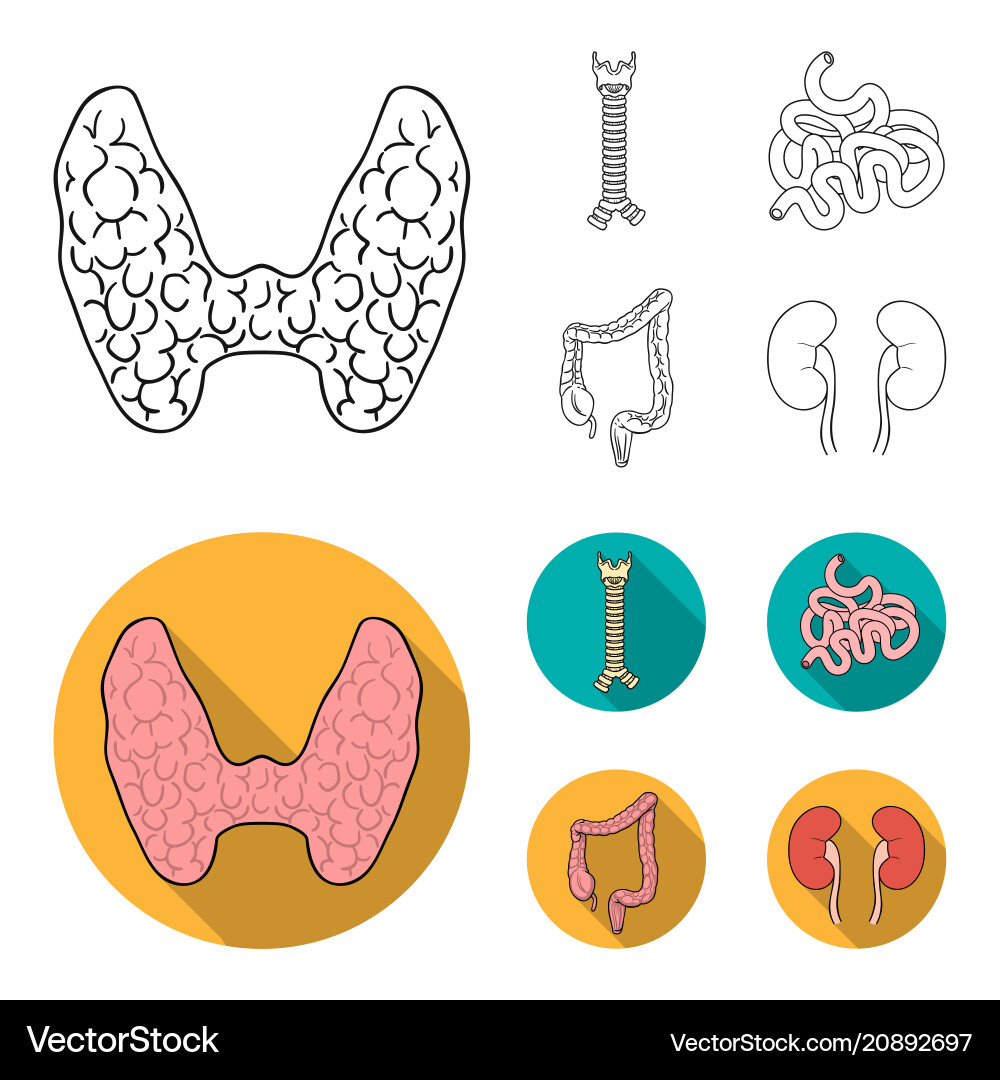 Thyroid gland spine small intestine large Vector Image