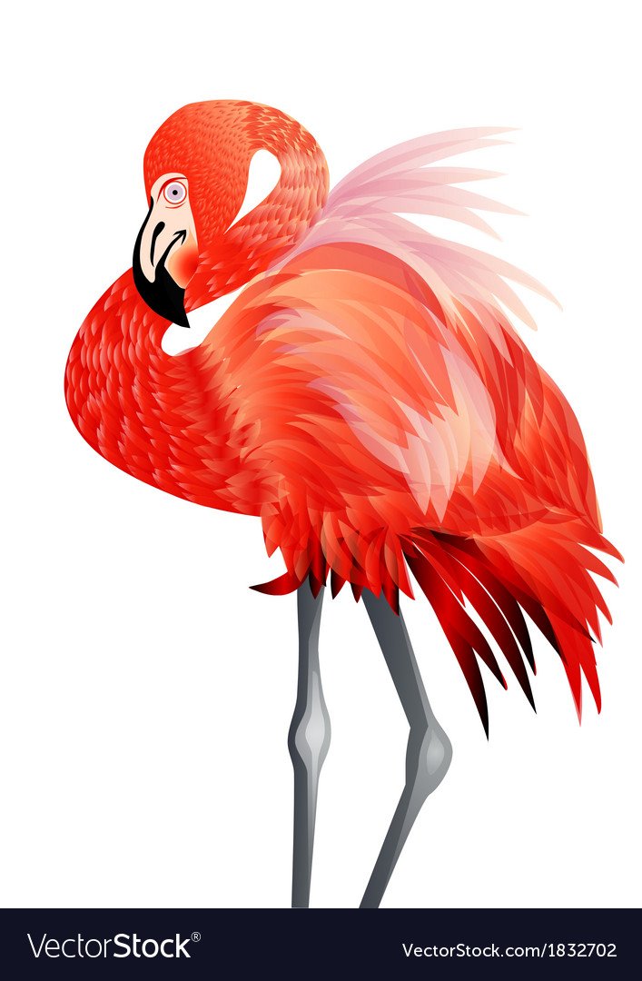 Flamingo Royalty Free Vector Image - VectorStock