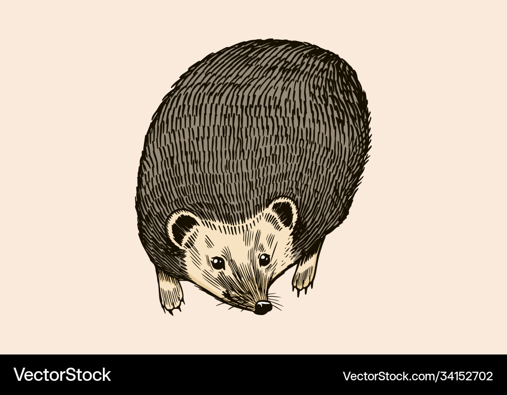 Hedgehog or spiny forest animal prickly creature Vector Image