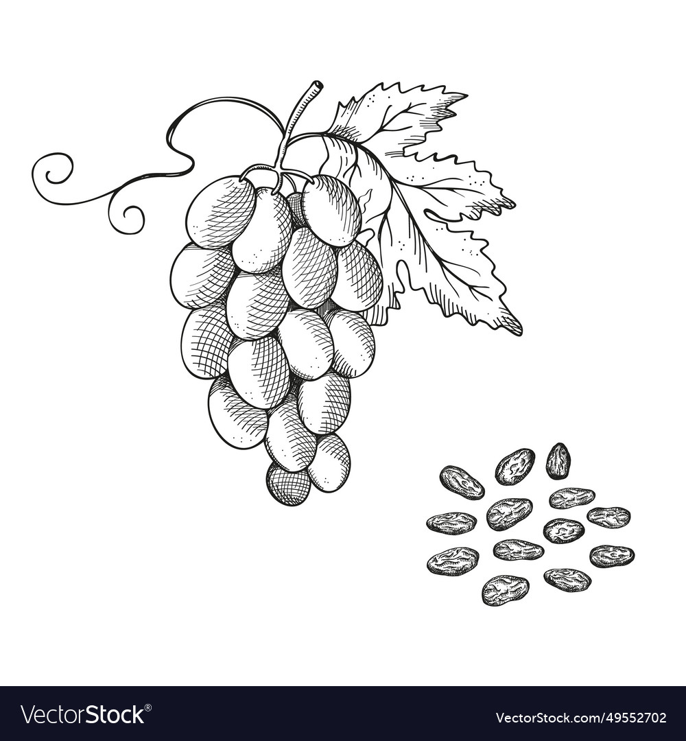 Raisin grapes hand drawn Royalty Free Vector Image