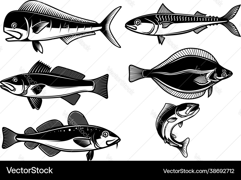 Set sea fish isolated on white background Vector Image