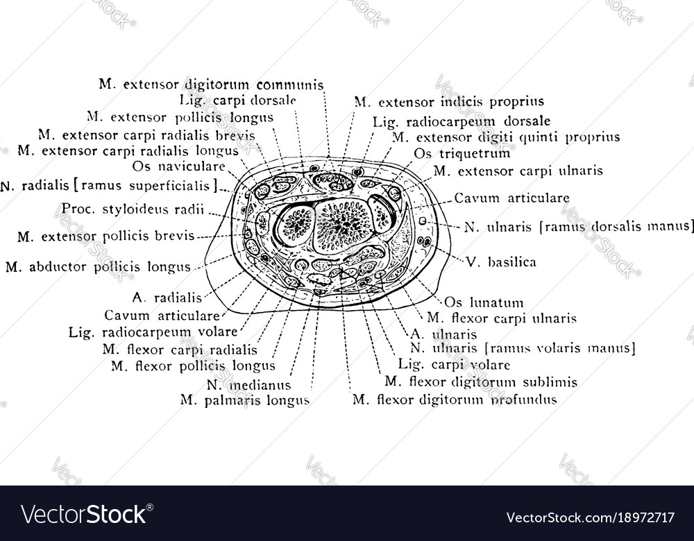 Cross section through the styloid process Vector Image