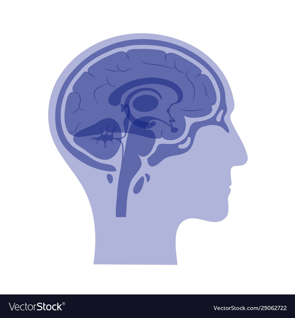 Brain Royalty Free Vector Image - VectorStock