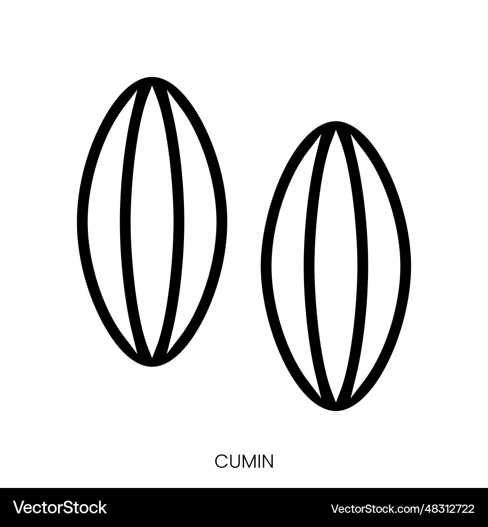 Cumin icon line art style design isolated Vector Image