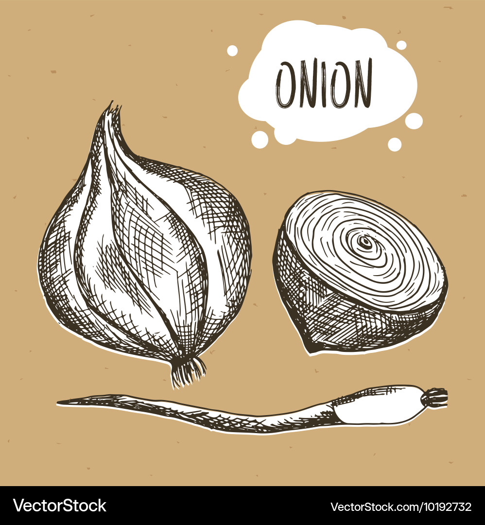 Onion in engraving vintage style hand drawn Vector Image