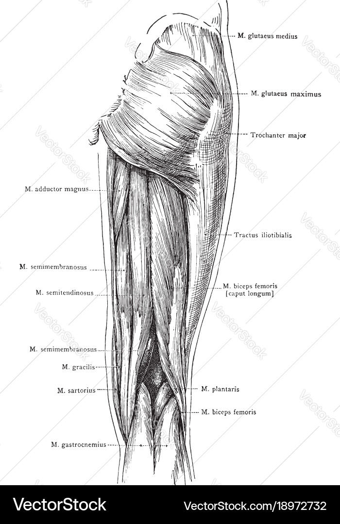 Posterior view of the superficial muscles Vector Image