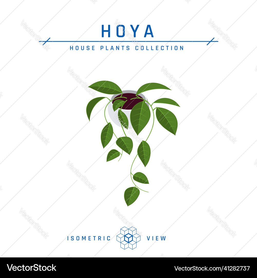 Hoya plant isometric icon in flat style Royalty Free Vector