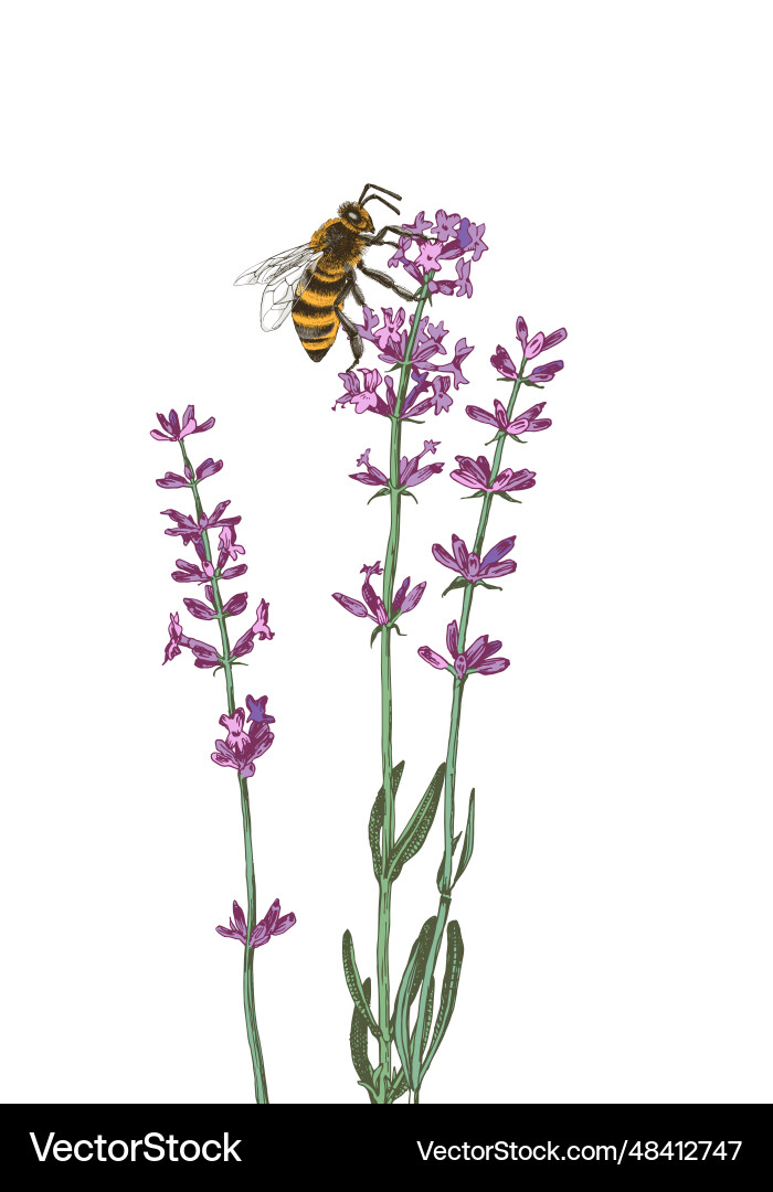 Hand drawn bee pollinating lavender flowers Vector Image