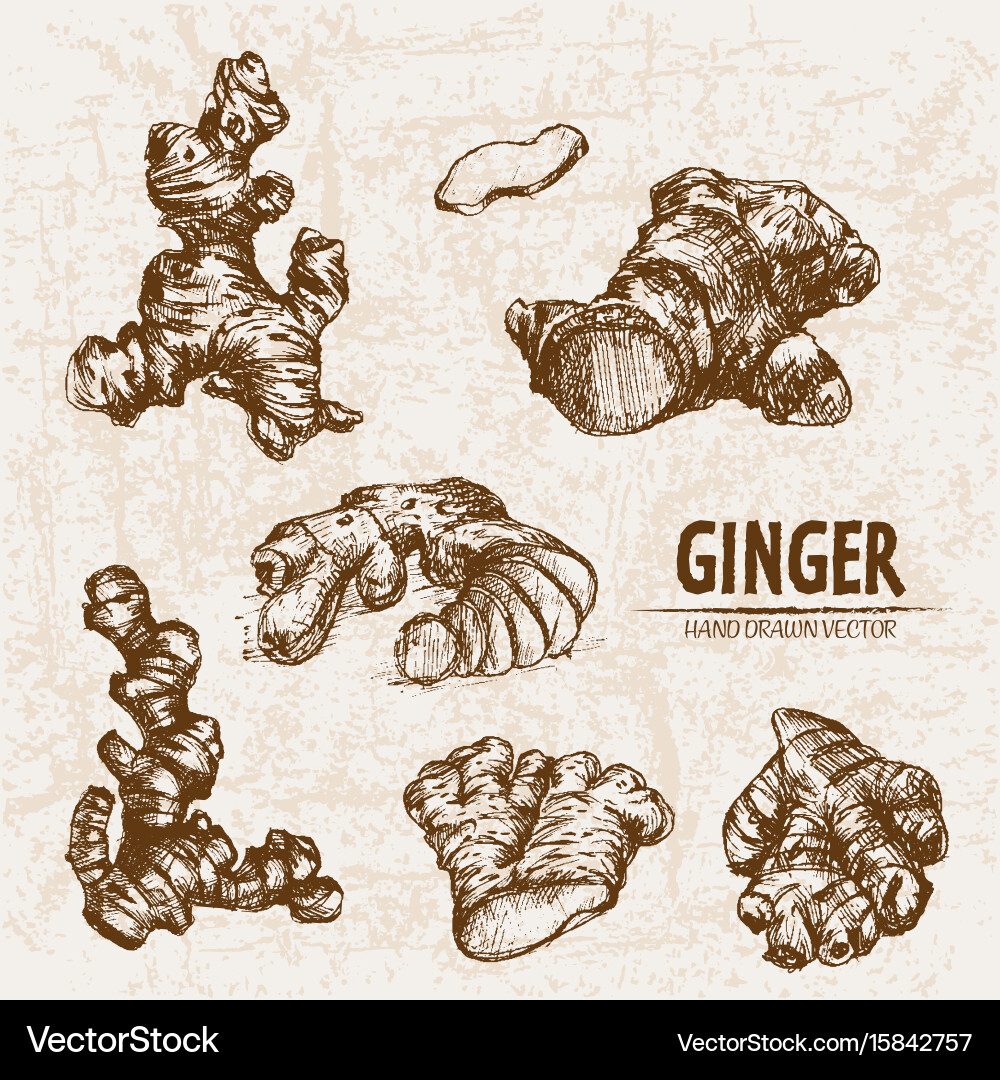 Digital detailed line art ginger Royalty Free Vector Image