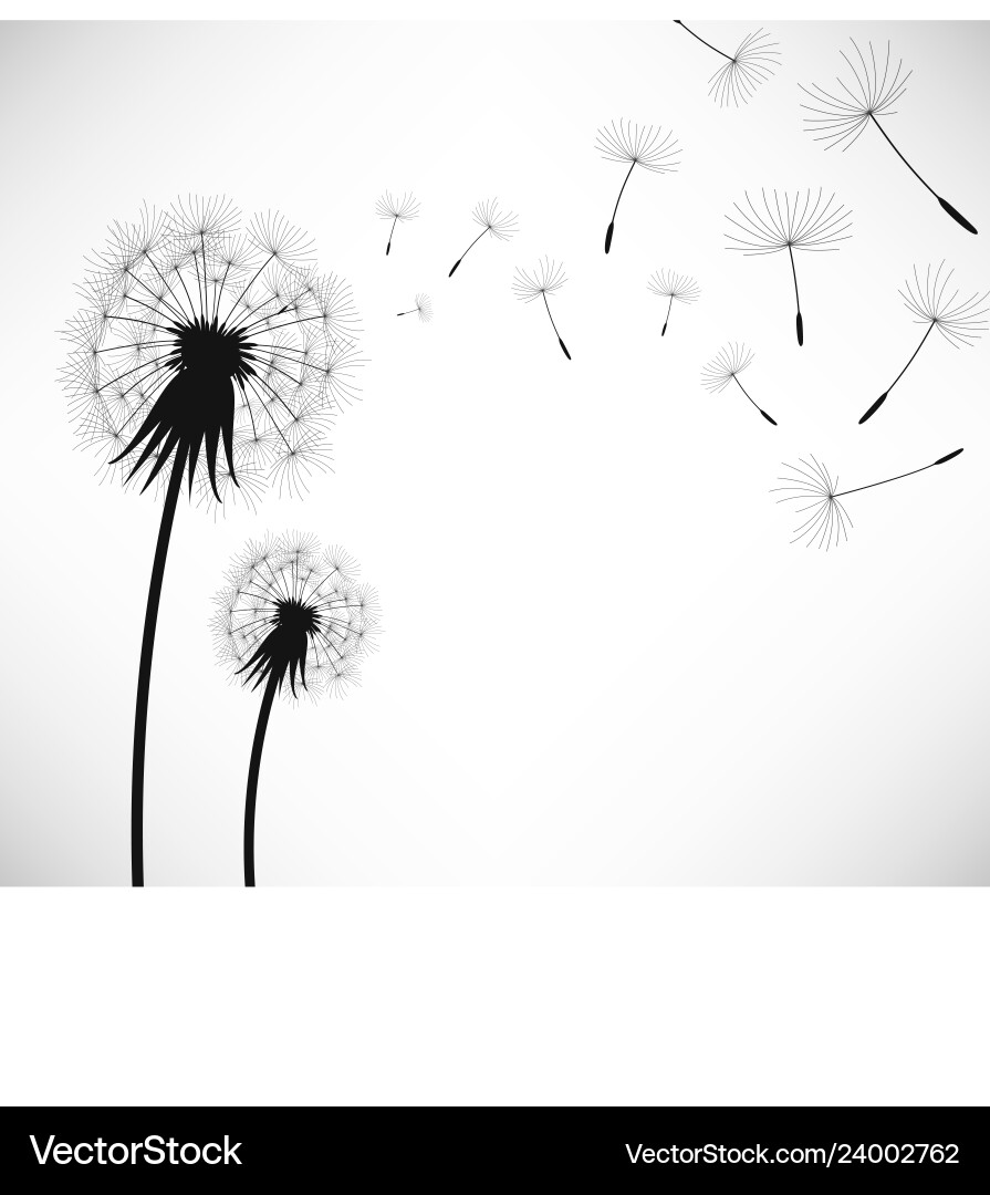 Dandelion wind blow flower 2 dandelion being Vector Image