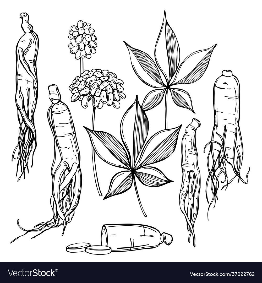 Ginseng Royalty Free Vector Image - VectorStock