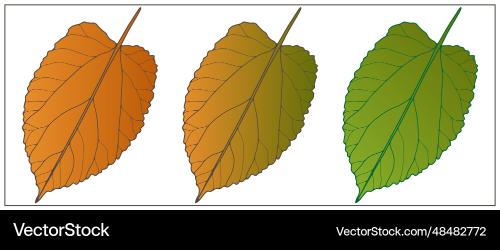 A set of three autumn leaves Royalty Free Vector Image