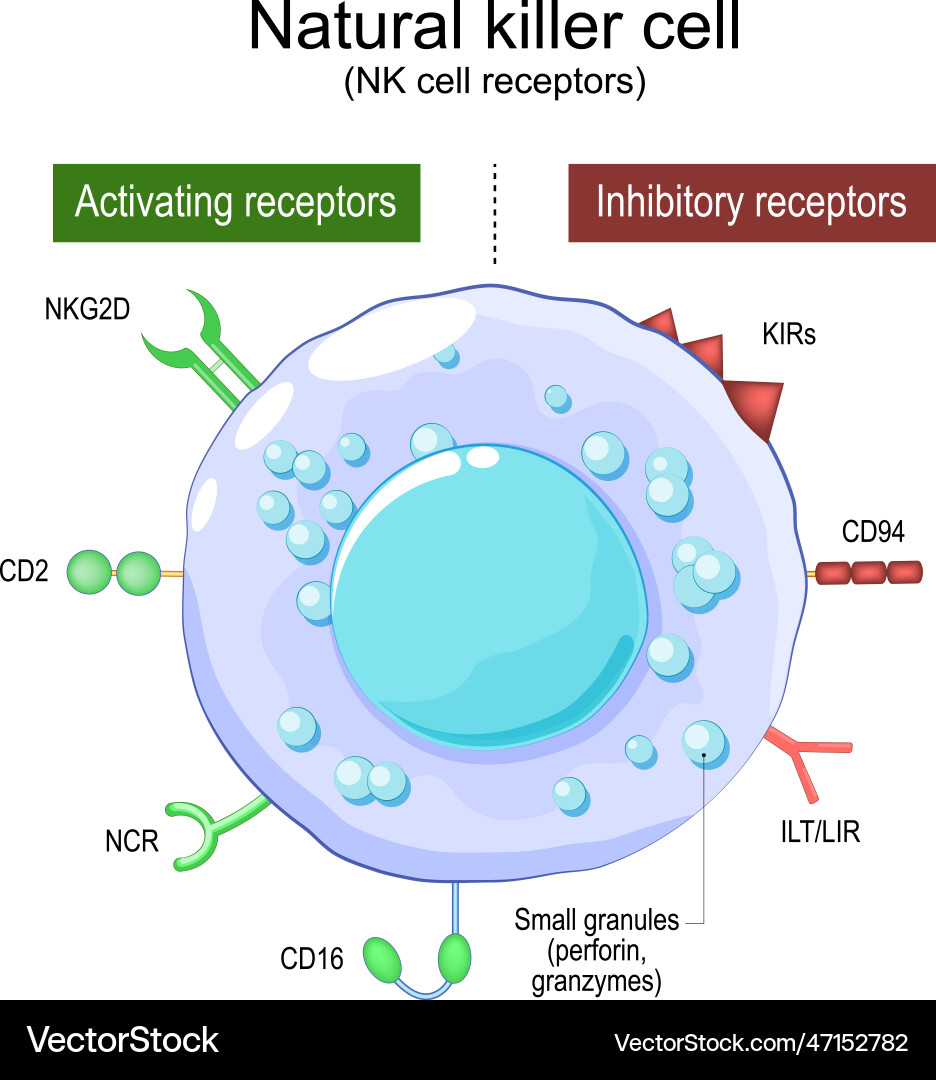 Natural killer cell nk cell receptors Royalty Free Vector