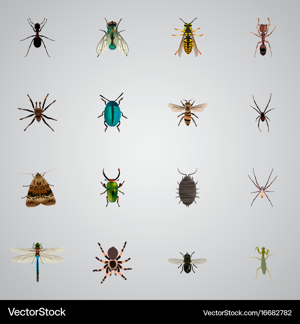 Realistic tarantula emmet butterfly and other Vector Image