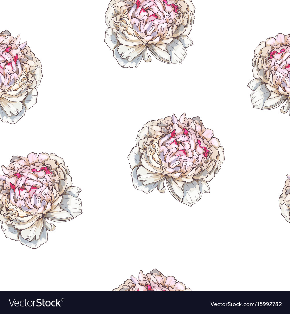 Seamless pattern with gently pink peony flower Vector Image