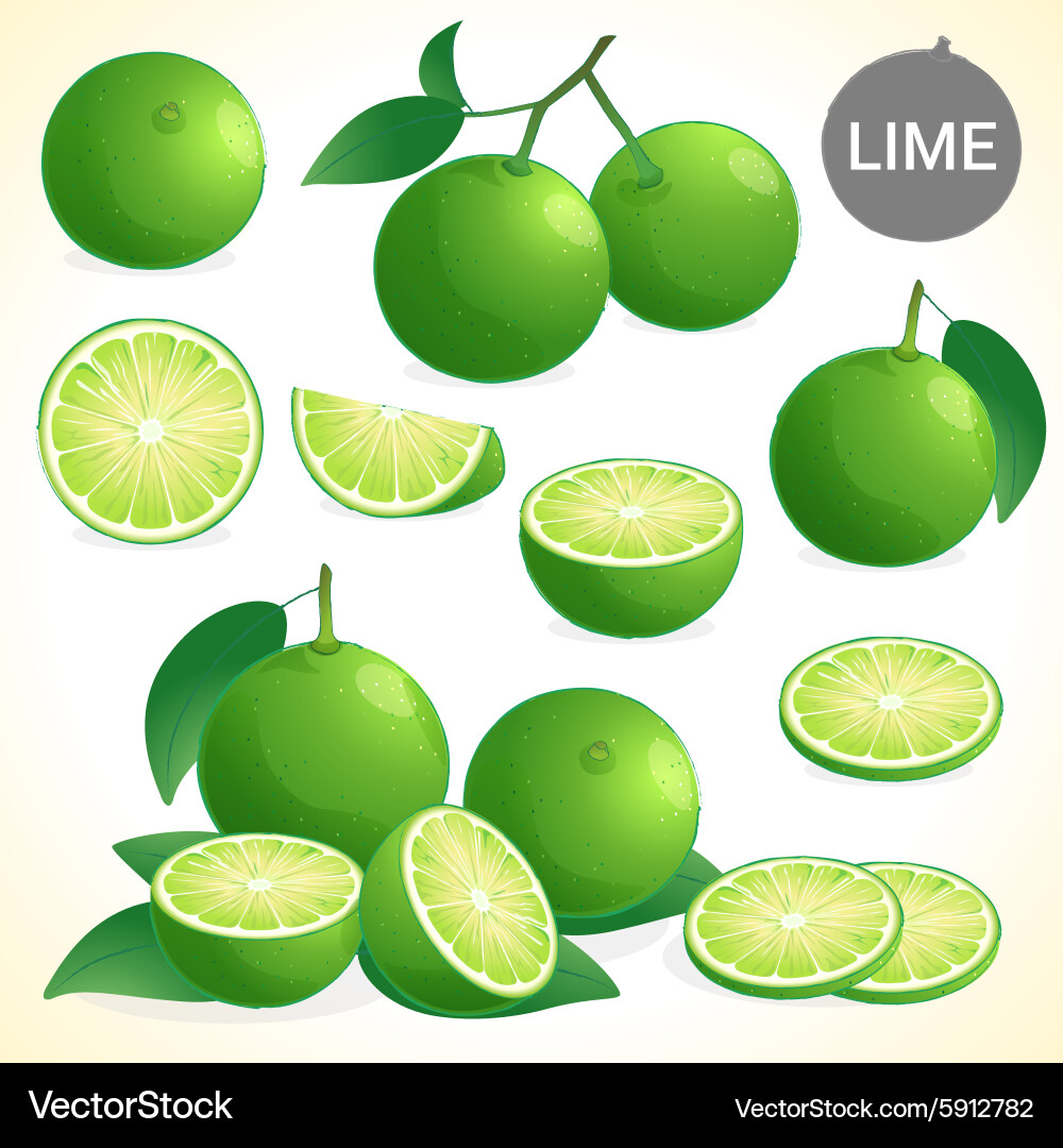Set of green lime with leaf in various styles Vector Image