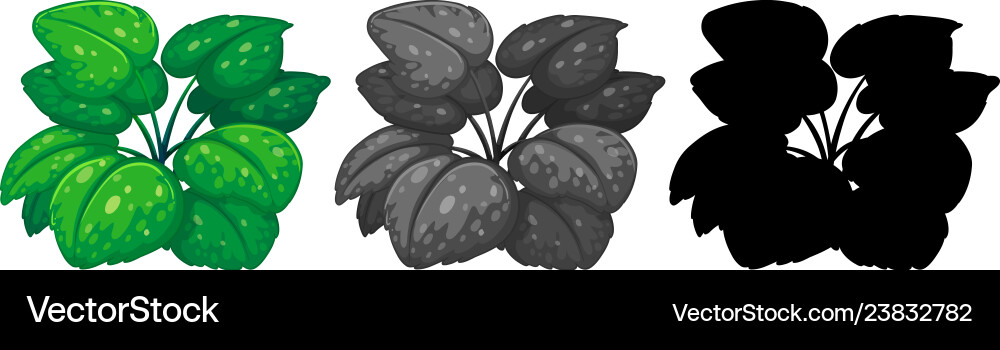 Set of plant design Royalty Free Vector Image - VectorStock