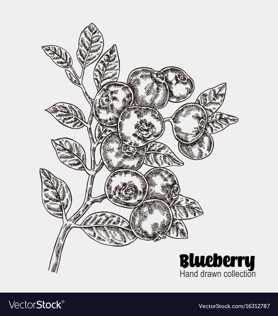 Sketchy blueberry branch hand drawn berries Vector Image