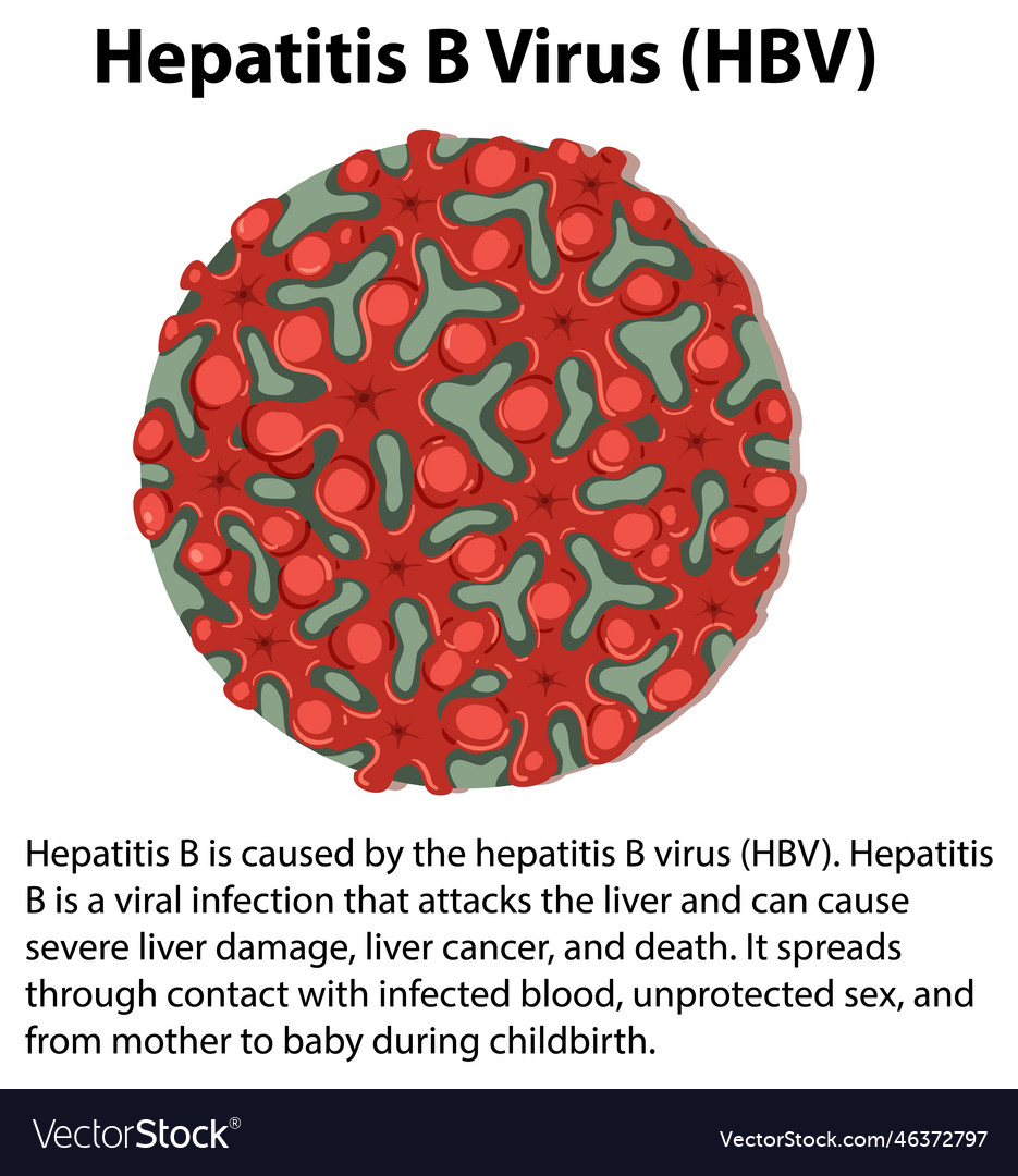 Hepatitis b virus hbv with explanation Royalty Free Vector