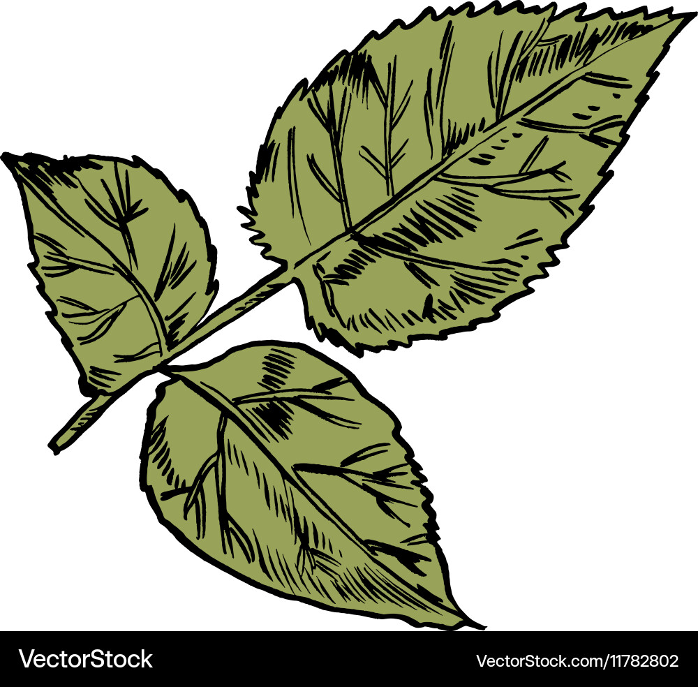 Exotic flowers set botanical vintage Royalty Free Vector