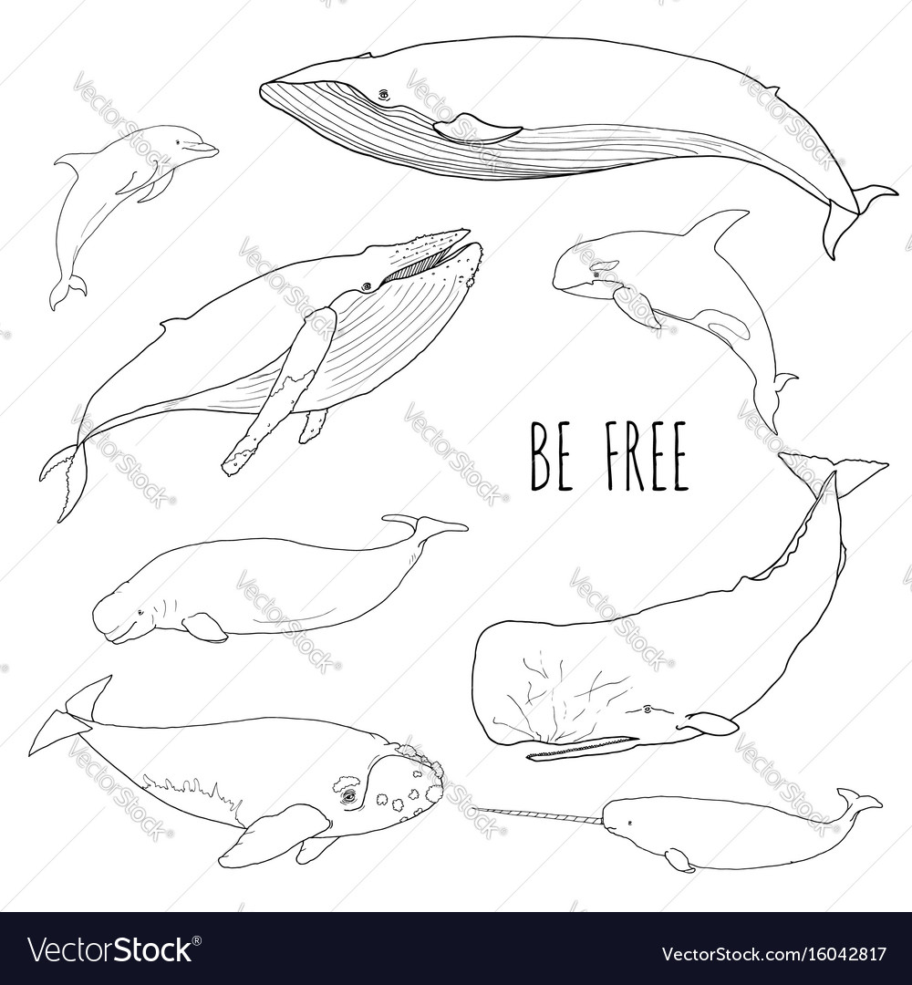 Set different whales Royalty Free Vector Image