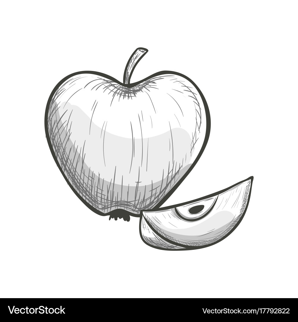 Sketch of apple Royalty Free Vector Image - VectorStock
