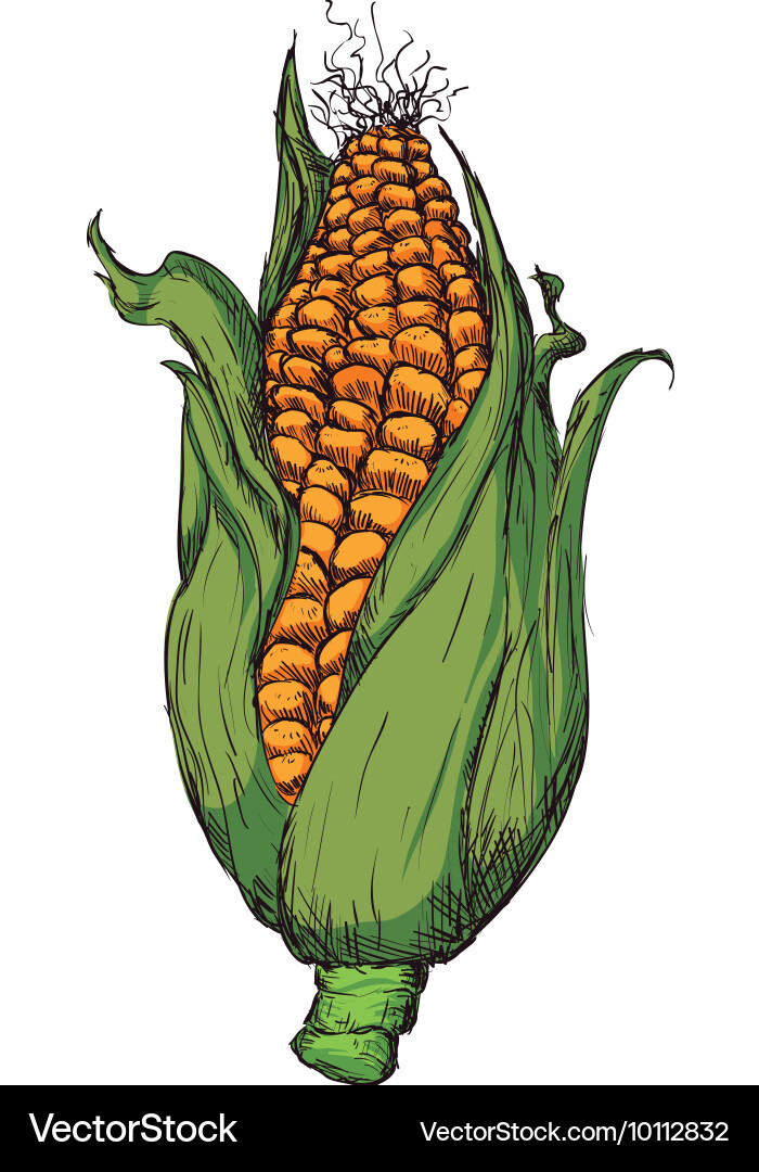 Corn agriculture healthy food icon graphic Vector Image
