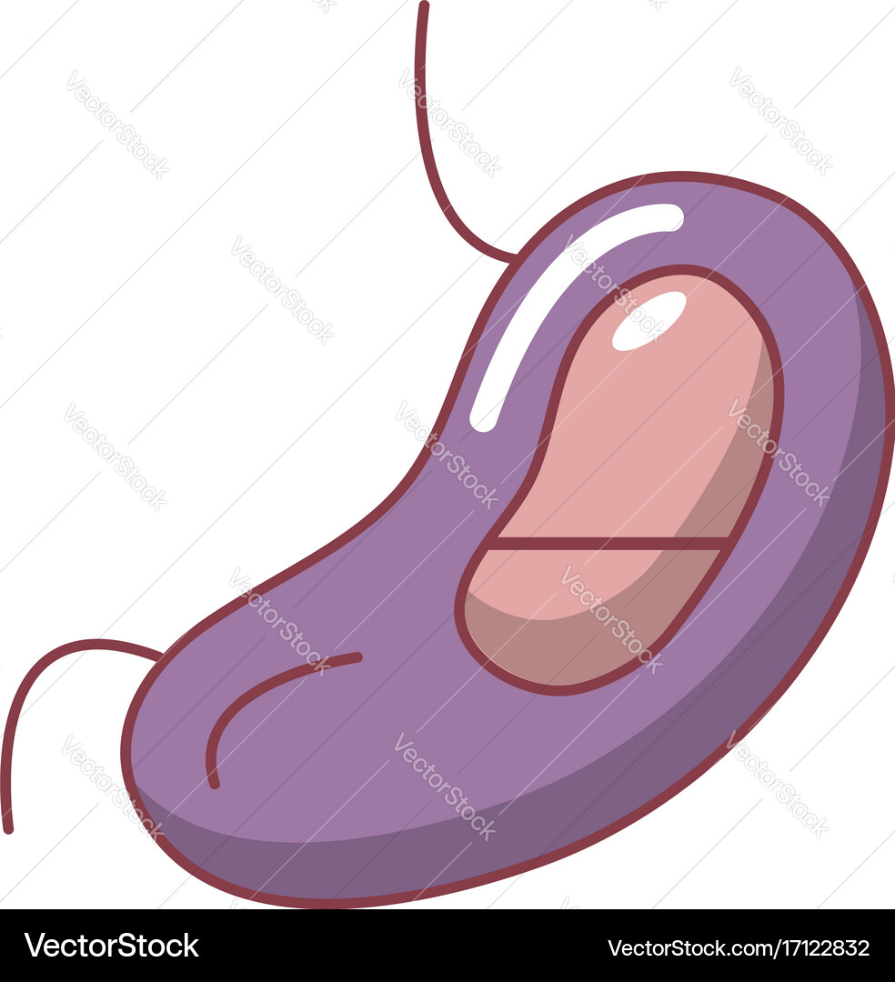 Spleen icon cartoon style Royalty Free Vector Image