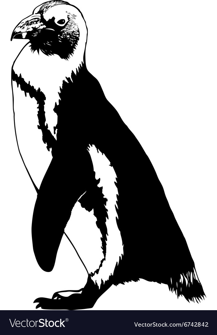 Penguin Royalty Free Vector Image - VectorStock