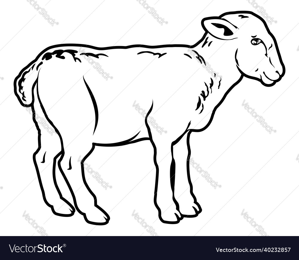 Lamb Royalty Free Vector Image - VectorStock