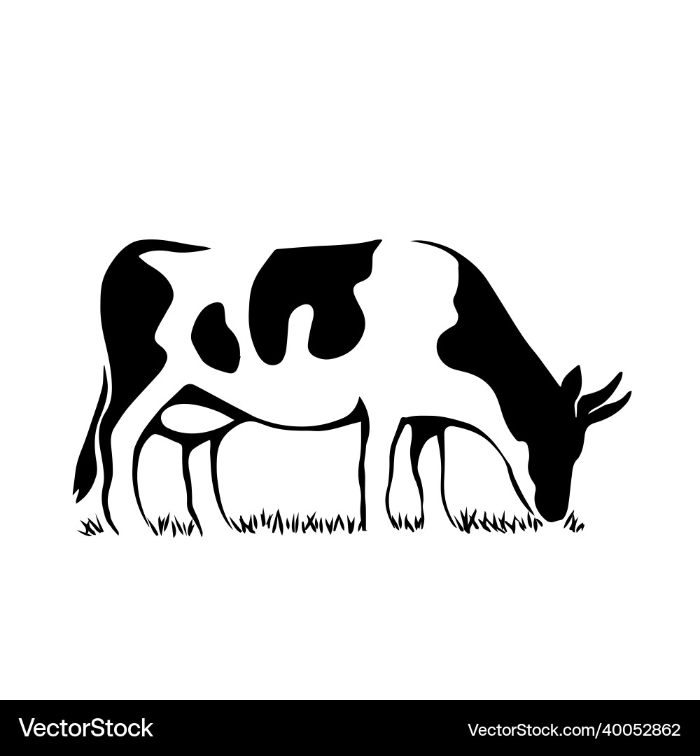 Black and white cow is eating grass Royalty Free Vector