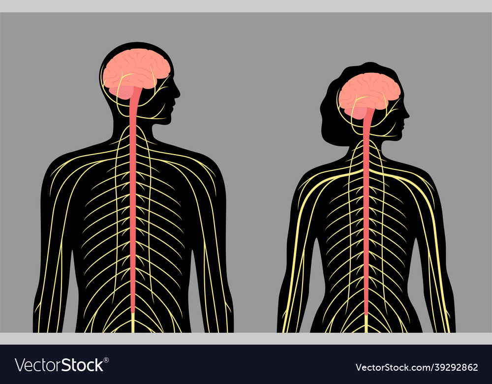 Central nervous system Royalty Free Vector Image