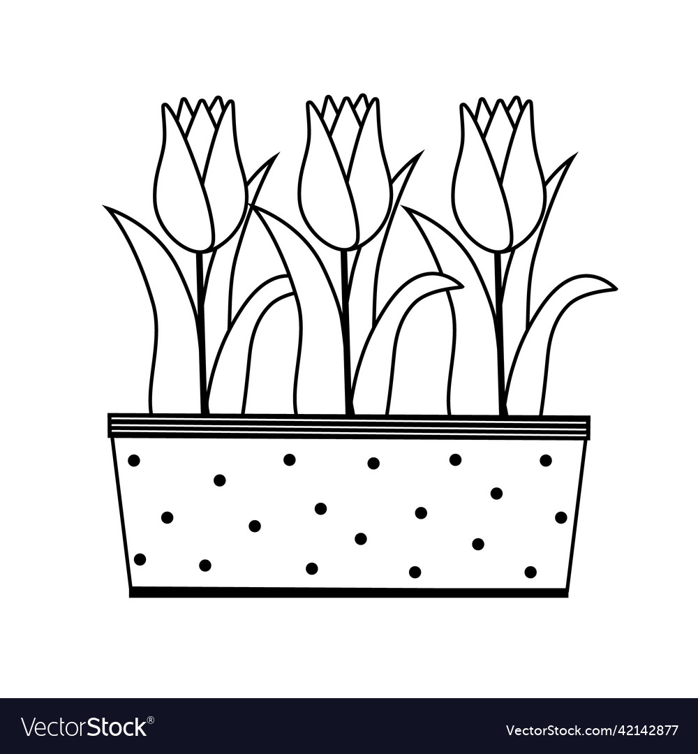 Flowers tulips in a decorated flower pot contour Vector Image