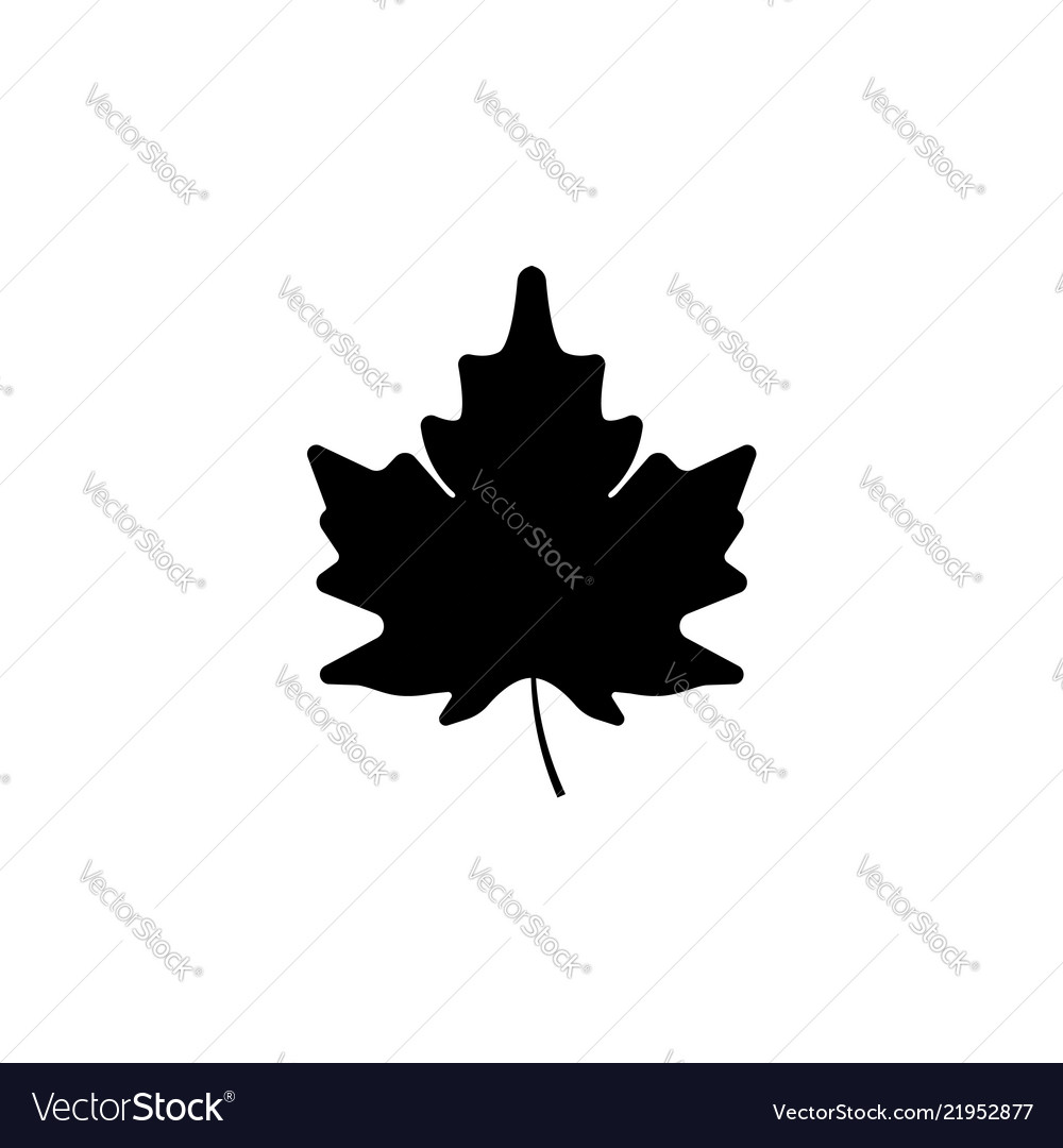 Maple leaf icon black on white background Vector Image