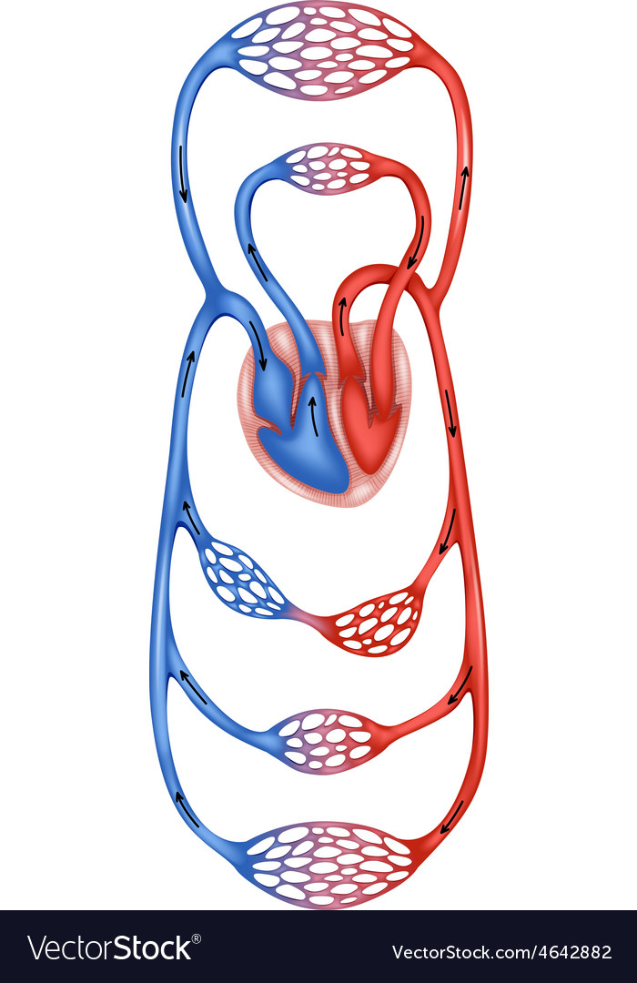 Circulation Royalty Free Vector Image - VectorStock