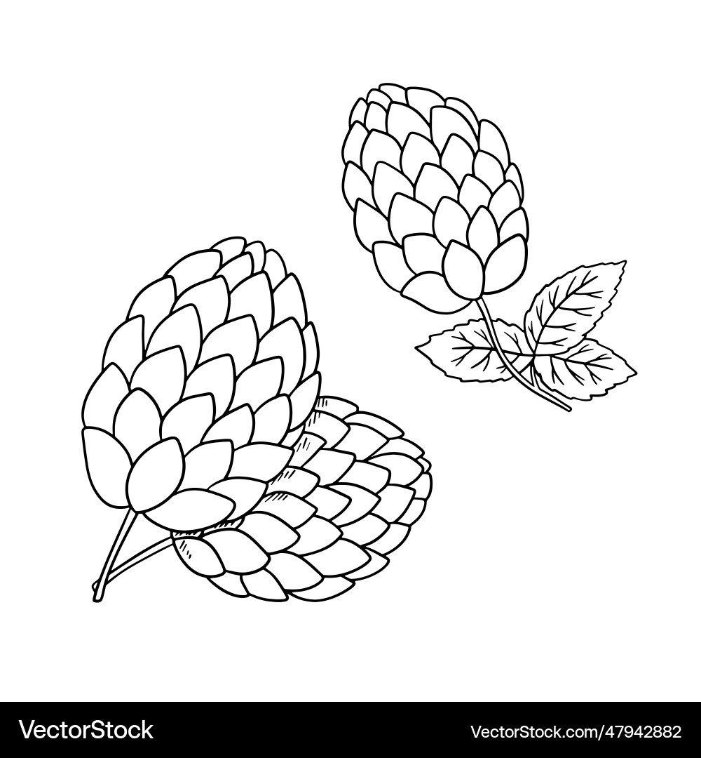 Line malt isolated on white background outline Vector Image