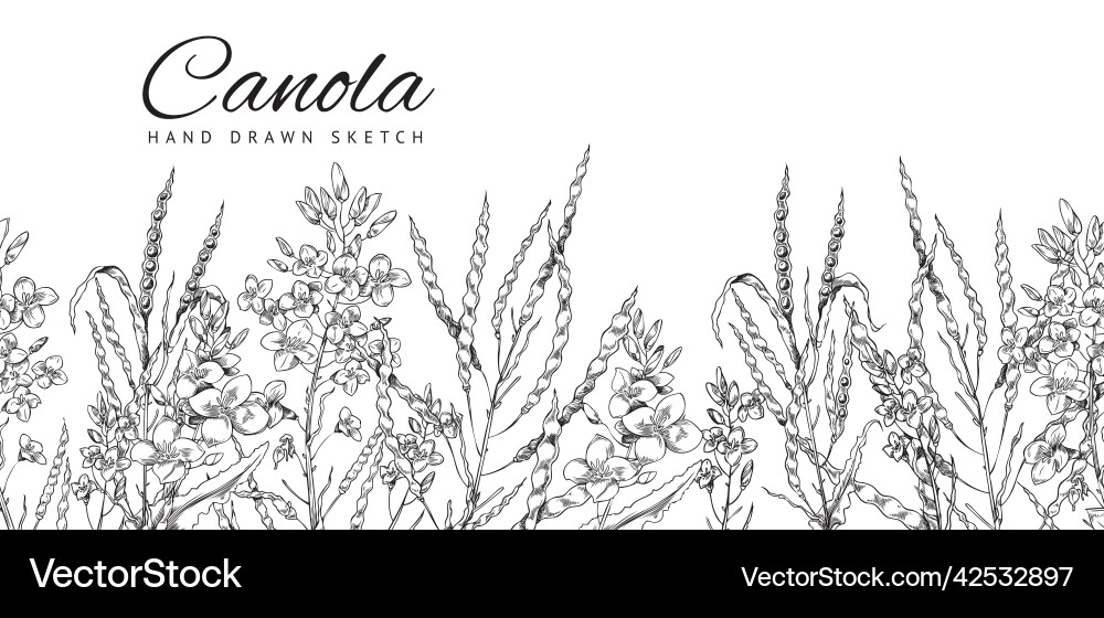 Flowering canola seed pod flowers Royalty Free Vector Image