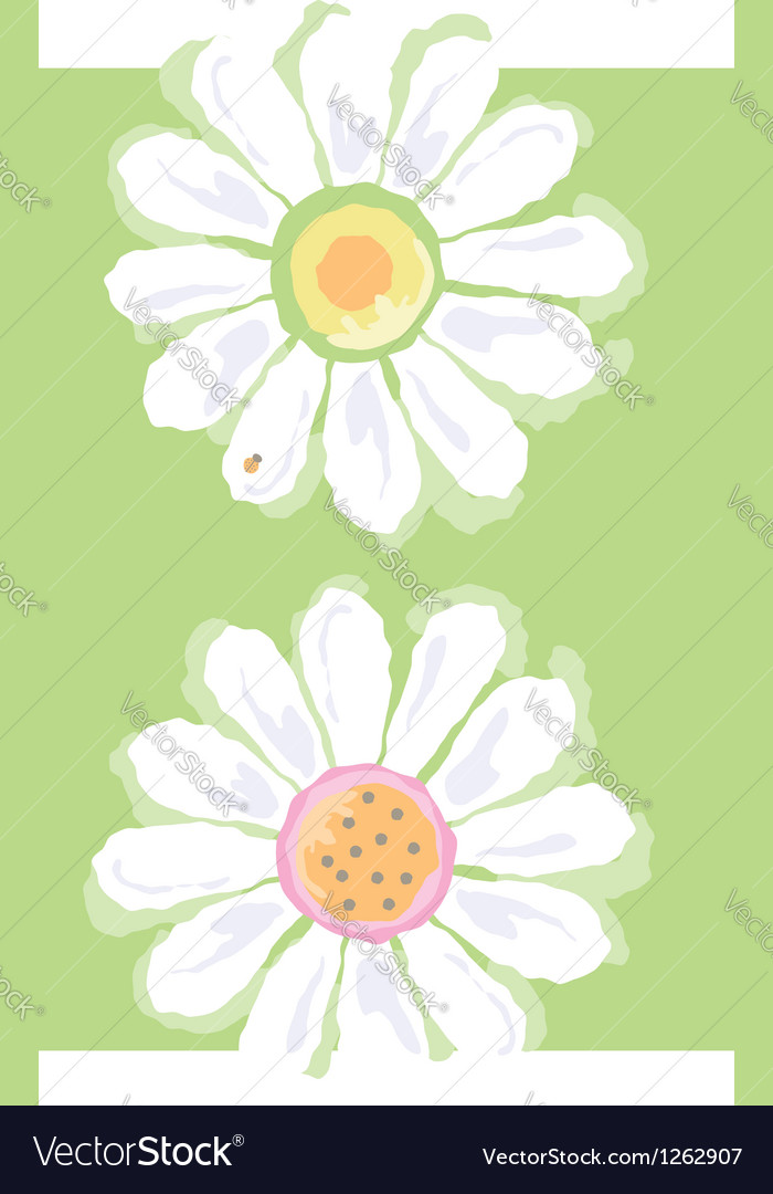 Daisies Royalty Free Vector Image - VectorStock