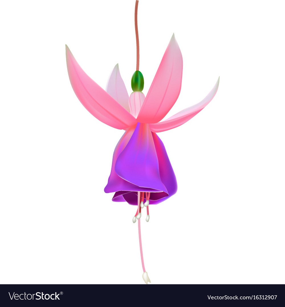 Fuchsia Royalty Free Vector Image - VectorStock