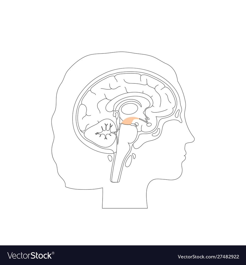 Midbrain Royalty Free Vector Image - VectorStock